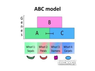 Abc model of flower development | PPTX