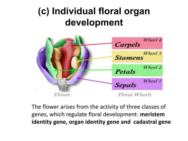 Abc model of flower development