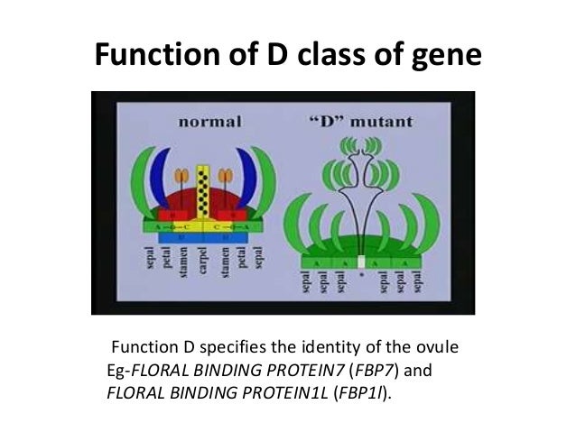 Abc model of flower development