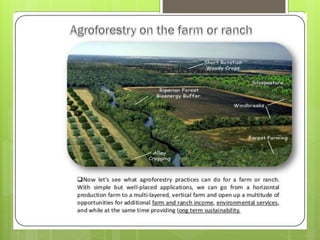 ABC of agroforestry A Presentation by Mr Allah Dad Khan NRM Specialist ...