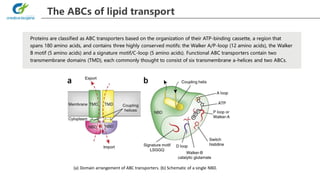 ABC transporters family | PDF
