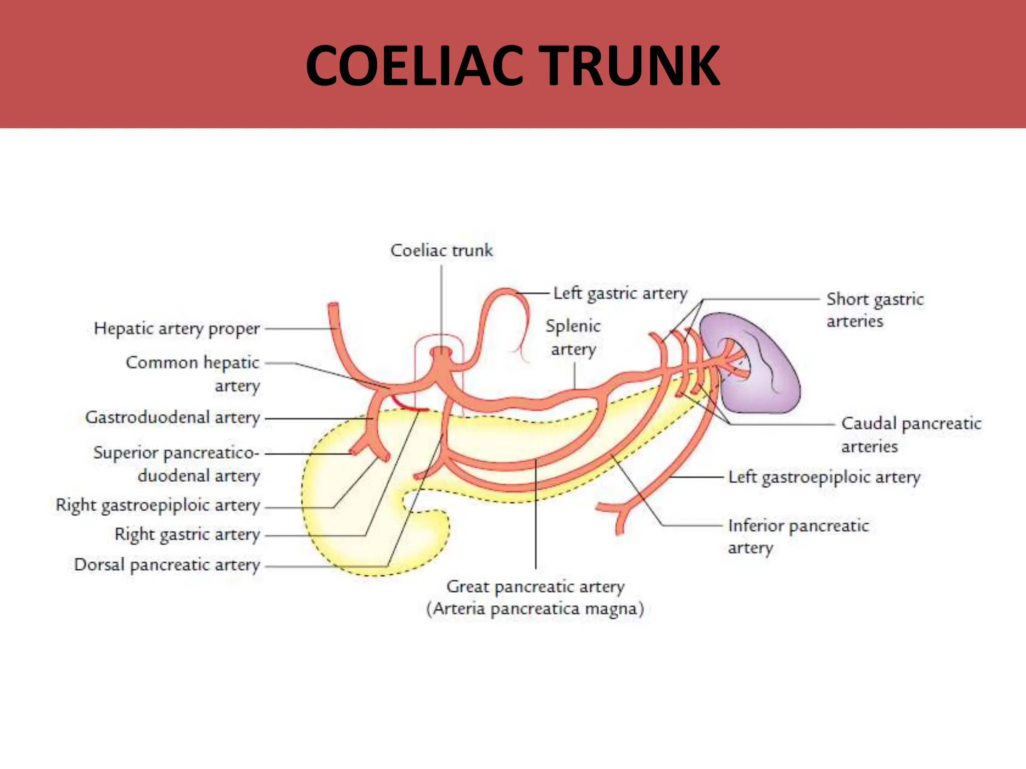 abdominal aorta anatomy abdomen topic.pptx