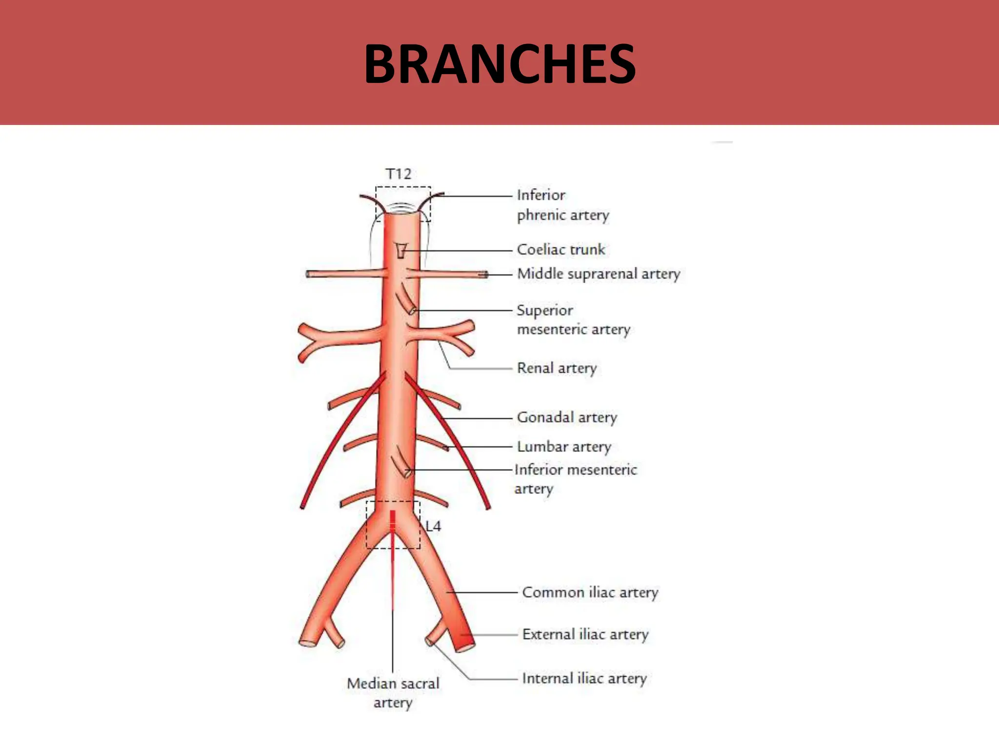 abdominal aorta anatomy abdomen topic.pptx