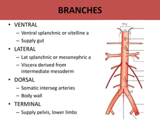 abdominal aorta anatomy abdomen topic.pptx