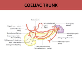 abdominal aorta anatomy abdomen topic.pptx