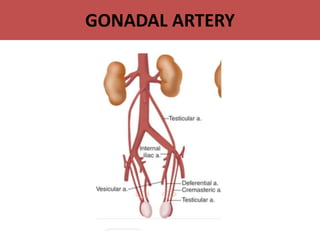 abdominal aorta anatomy abdomen topic.pptx