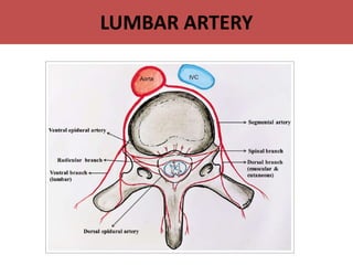 abdominal aorta anatomy abdomen topic.pptx