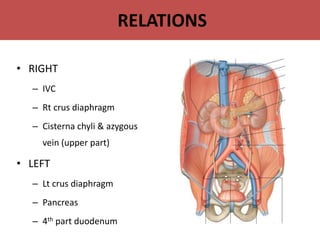 abdominal aorta anatomy abdomen topic.pptx
