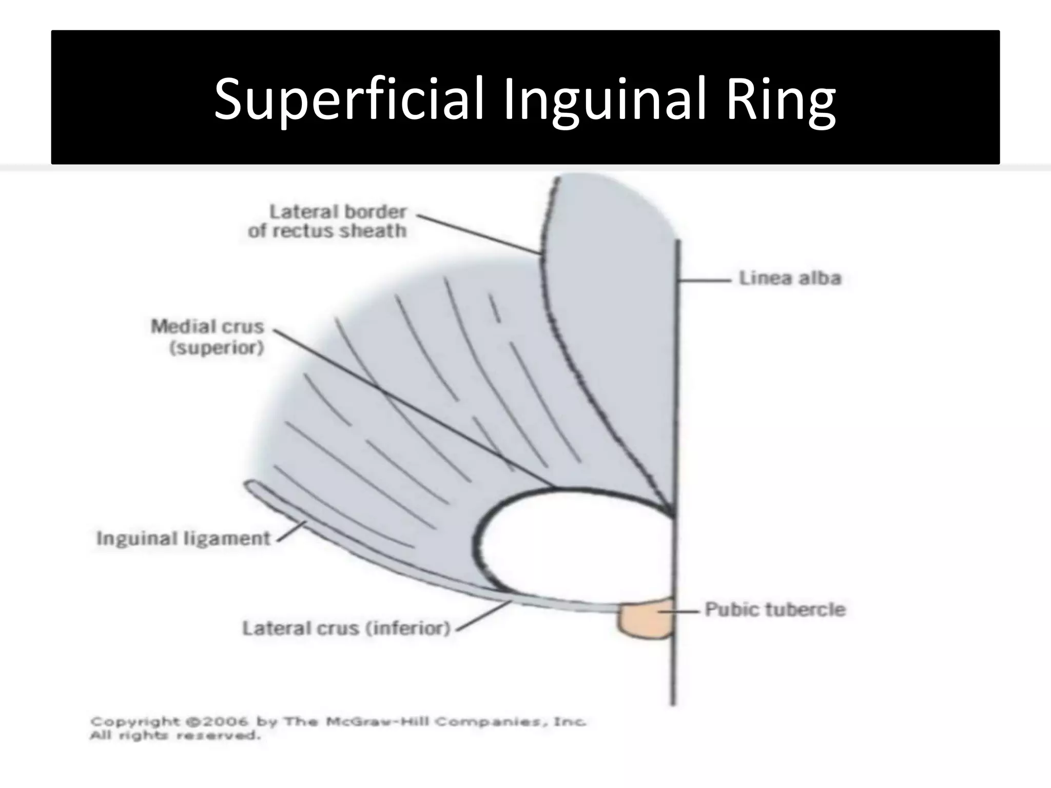 Abdoman ppt 2 (Inguinal region).pptx