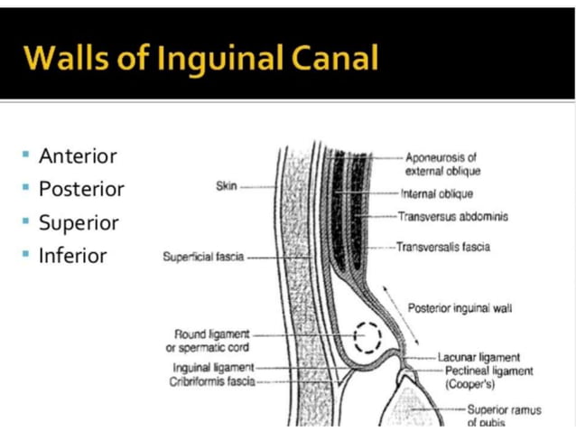 Abdoman ppt 2 (Inguinal region).pptx