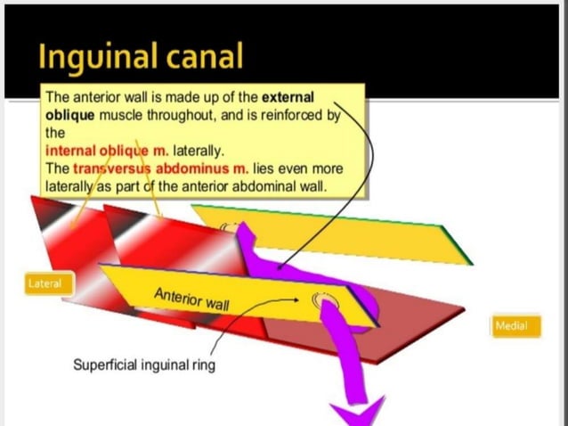 Abdoman ppt 2 (Inguinal region).pptx