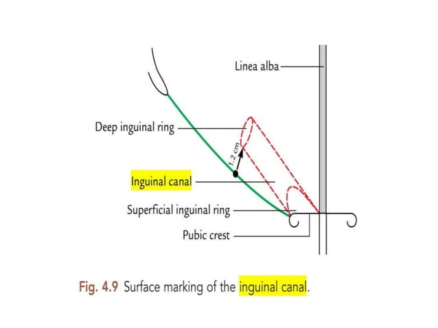 Abdoman ppt 2 (Inguinal region).pptx