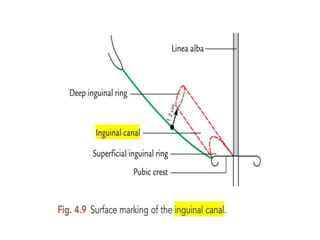 Superficial Inguinal Ring Surface Marking