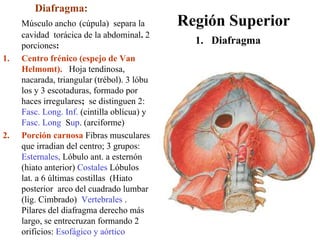 Abdomen | PDF