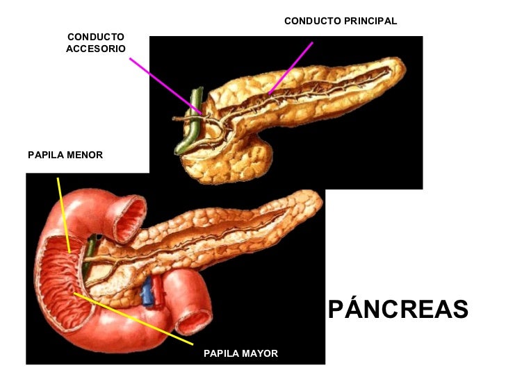 Anatomía Abdomen