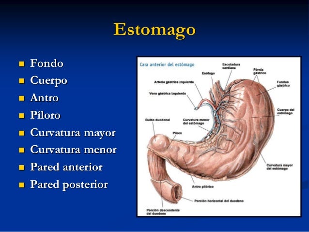 Abdomen