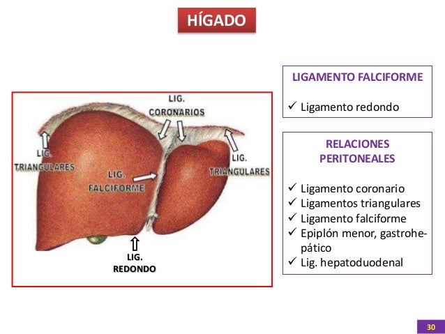 Abdomen 131215114322-phpapp01