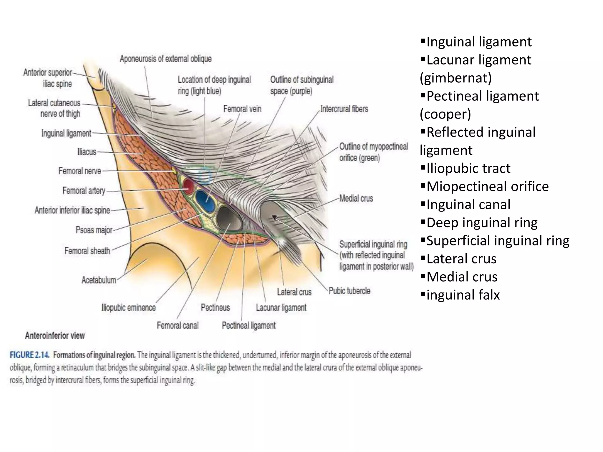 topographic anatomy Abdomen | PPTX