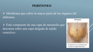 Abdomen | PDF