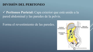Abdomen | PDF