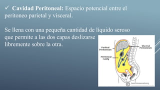 Abdomen Pdf