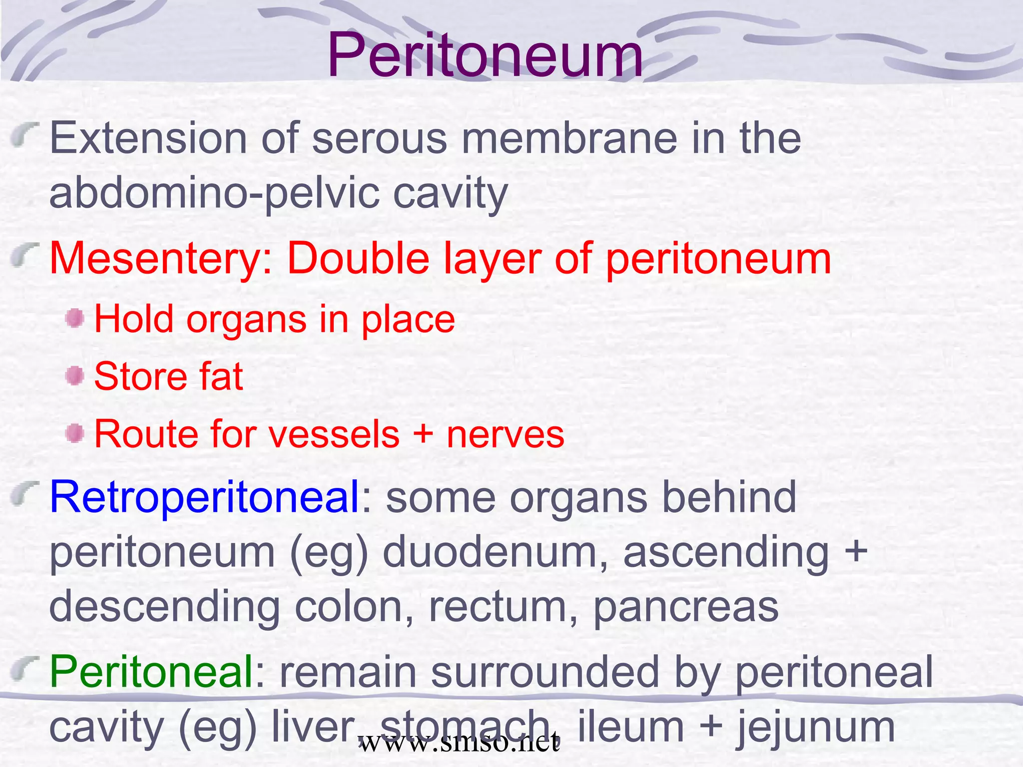 Abdomen | PPT