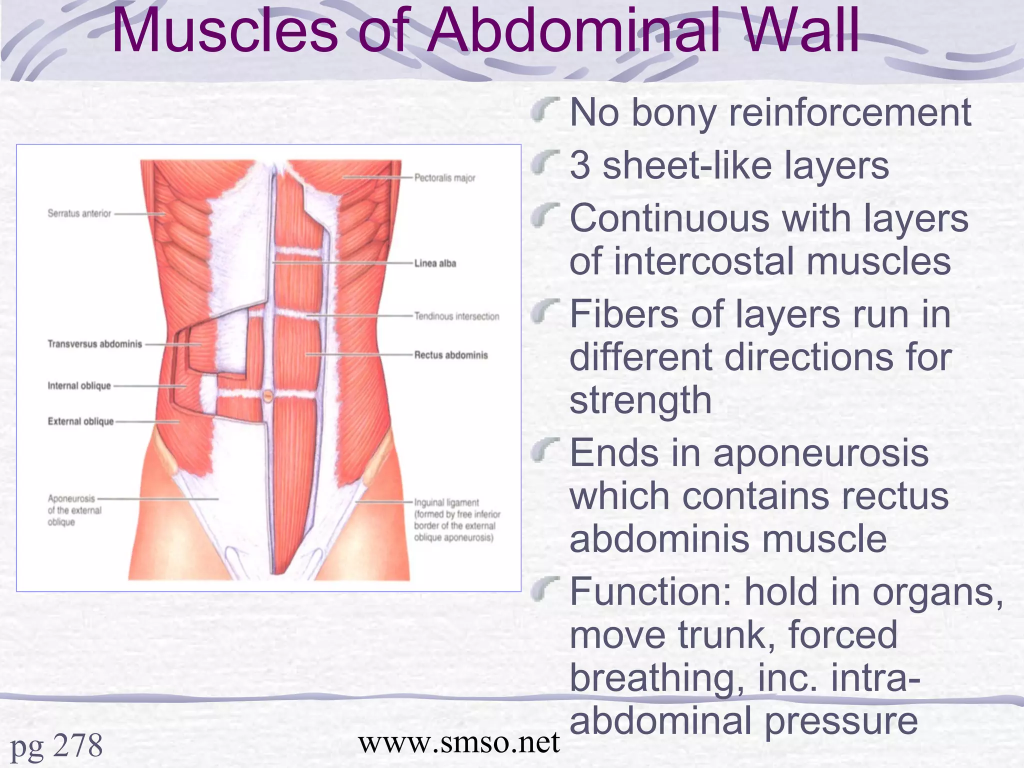 Abdomen | PPT