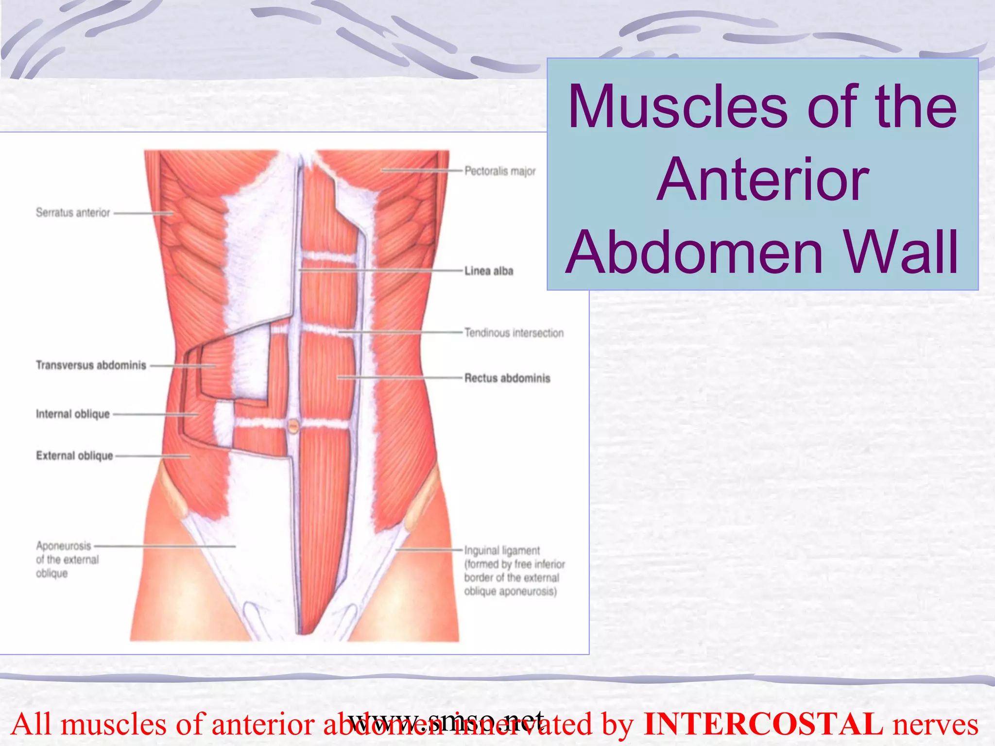 Abdomen | PPT