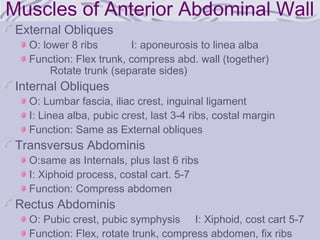 Abdomen | PPT