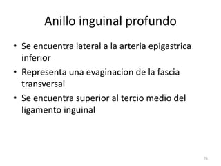 Anatomia Abdomen Diapositiva | PPTX