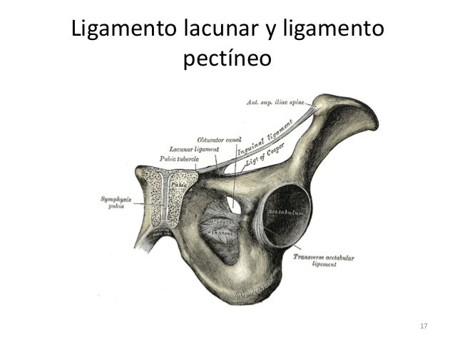 Anatomia Abdomen Diapositiva