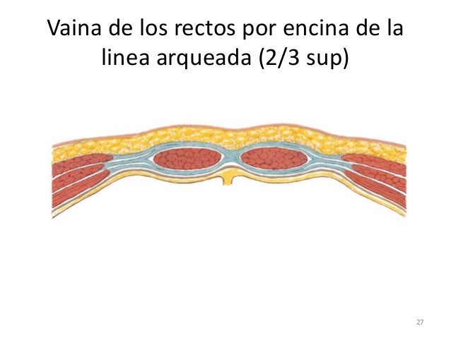 Anatomia Abdomen Diapositiva