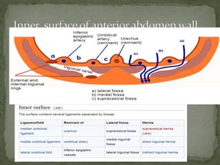 Abdomen layers & surgical incisions | PPTX