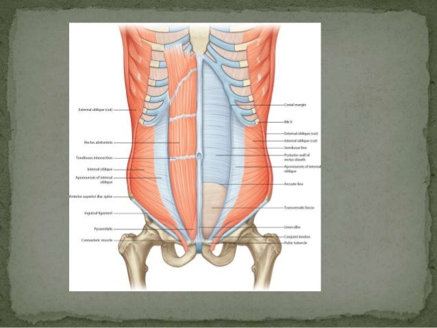 Abdomen layers & surgical incisions