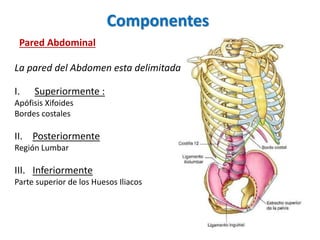 Anatomía del Abdomen | PPTX