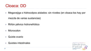 Anomalías del abdomen fetal. Diagnóstico y manejo | PDF