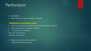 Abdomen | PPT