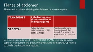 Abdomen | PPT