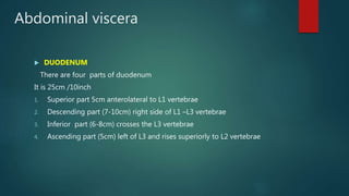 Abdomen | PPTX