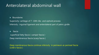 Abdomen | PPT