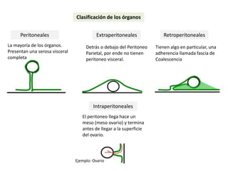 Abdomen | PPTX