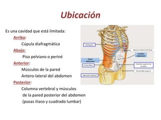Abdomen | PPTX