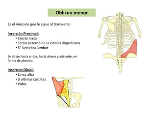 Abdomen | PPTX