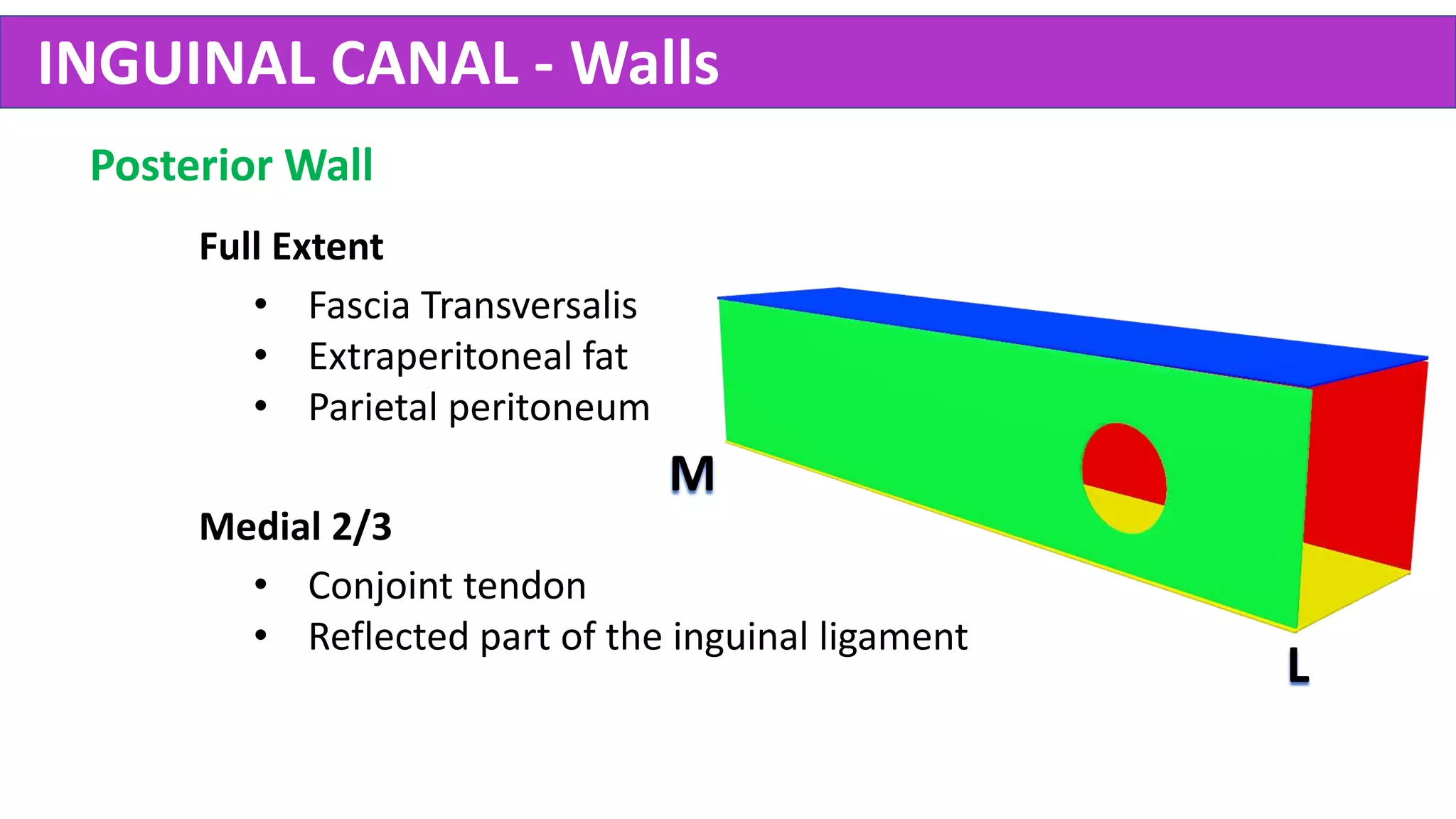 Abdomen Anatomy - Made Easy | PPTX