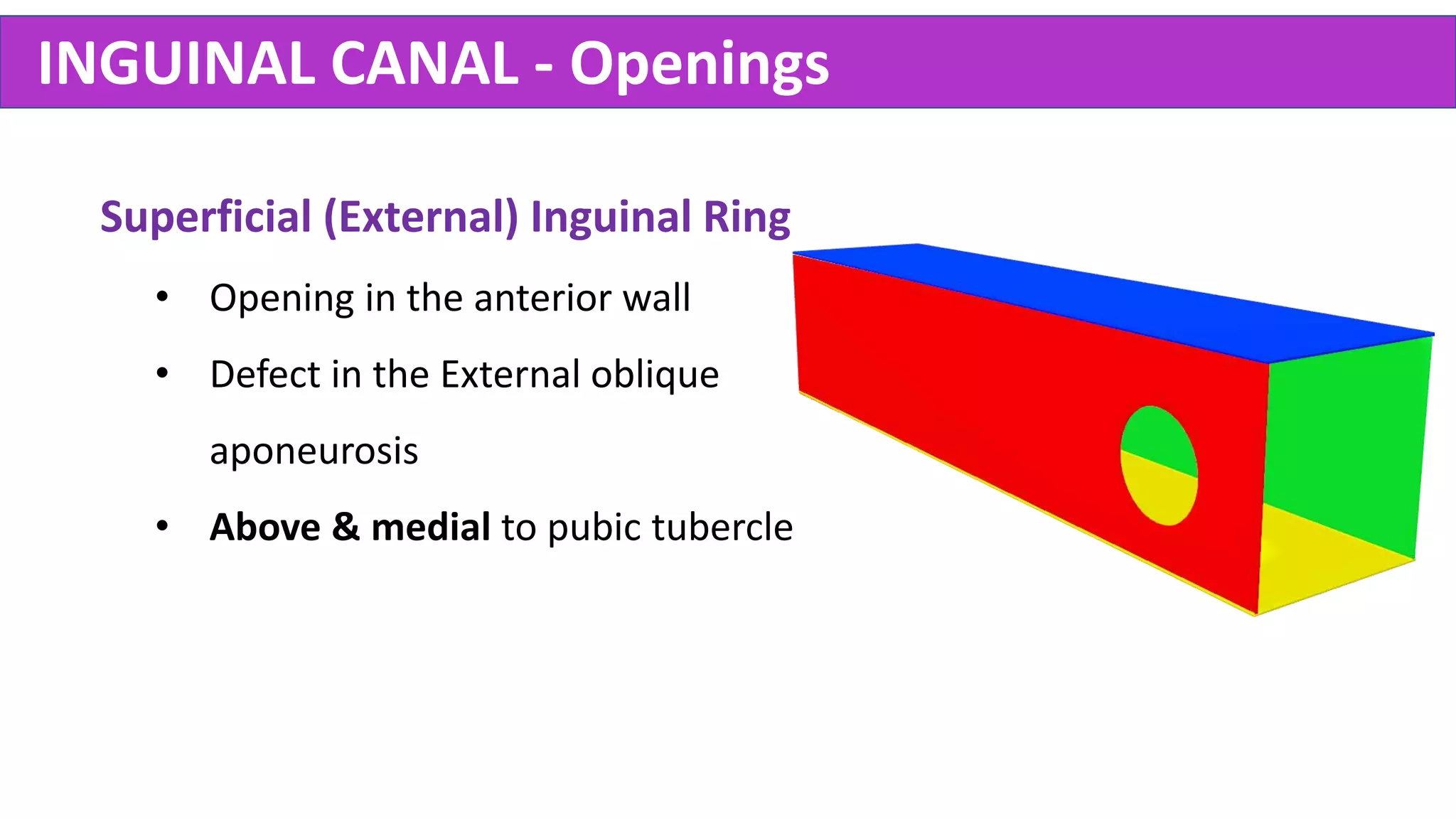 Abdomen Anatomy - Made Easy | PPTX