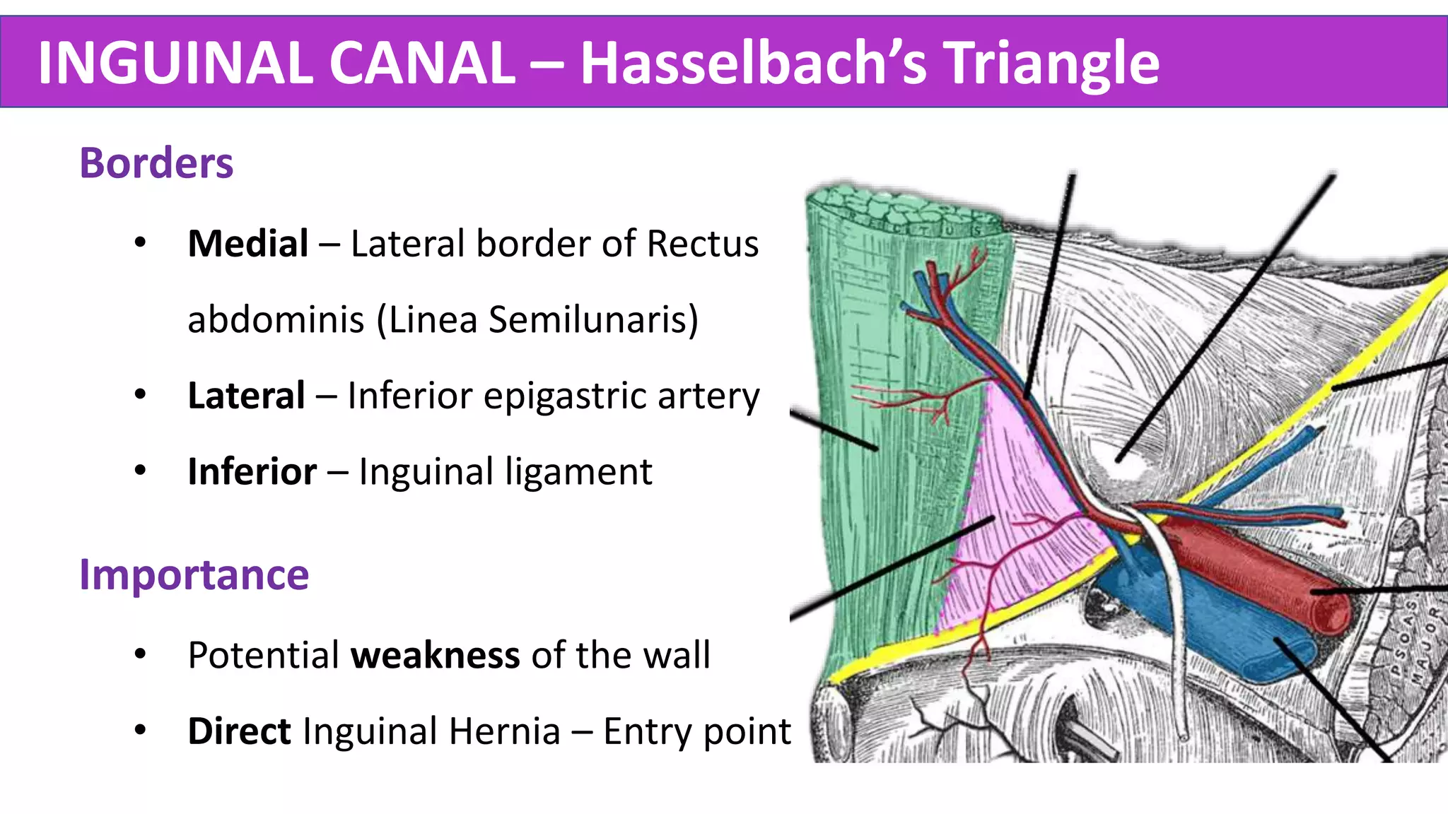 Abdomen Anatomy - Made Easy | PPTX