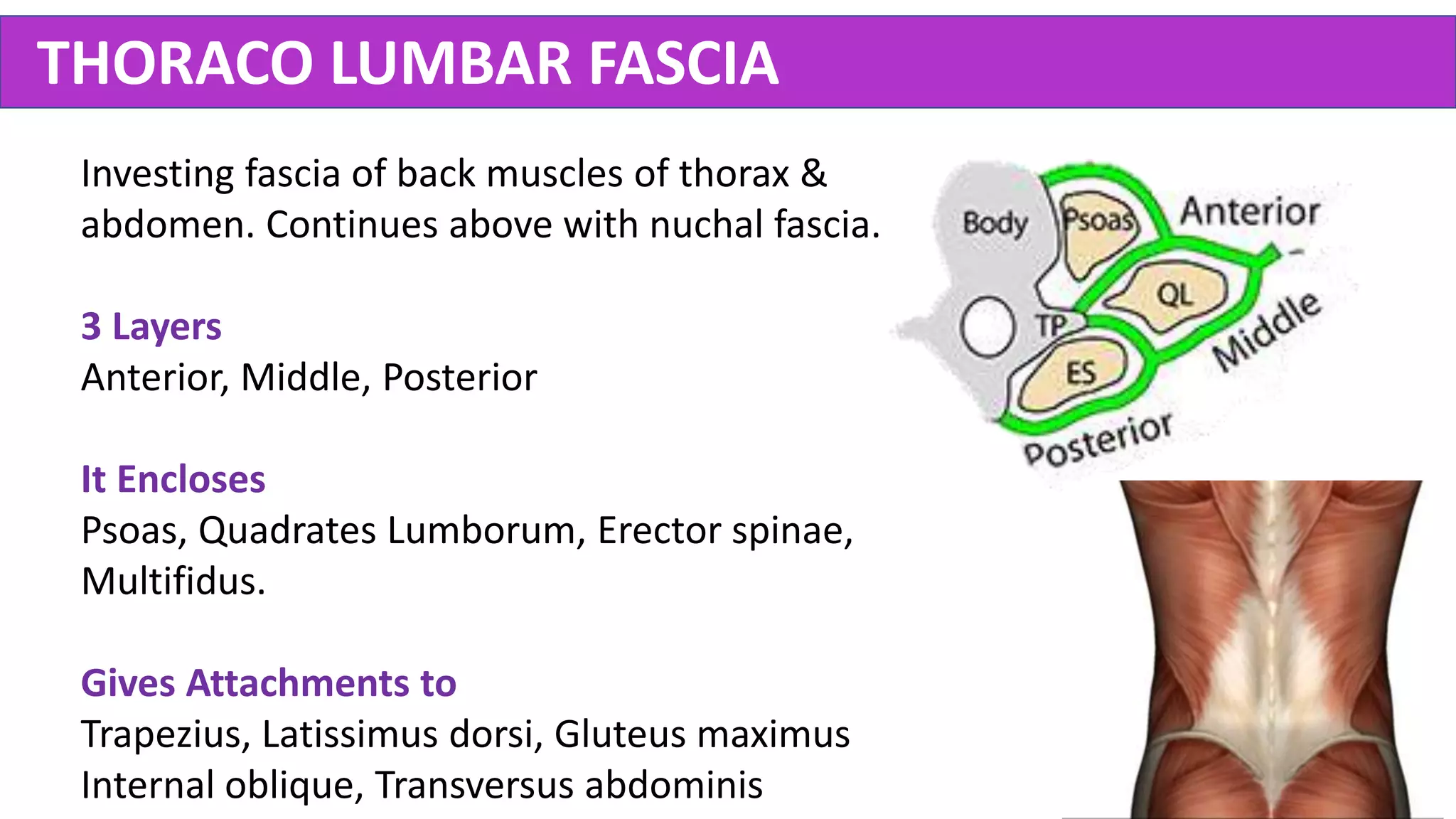 Abdomen Anatomy - Made Easy | PPTX