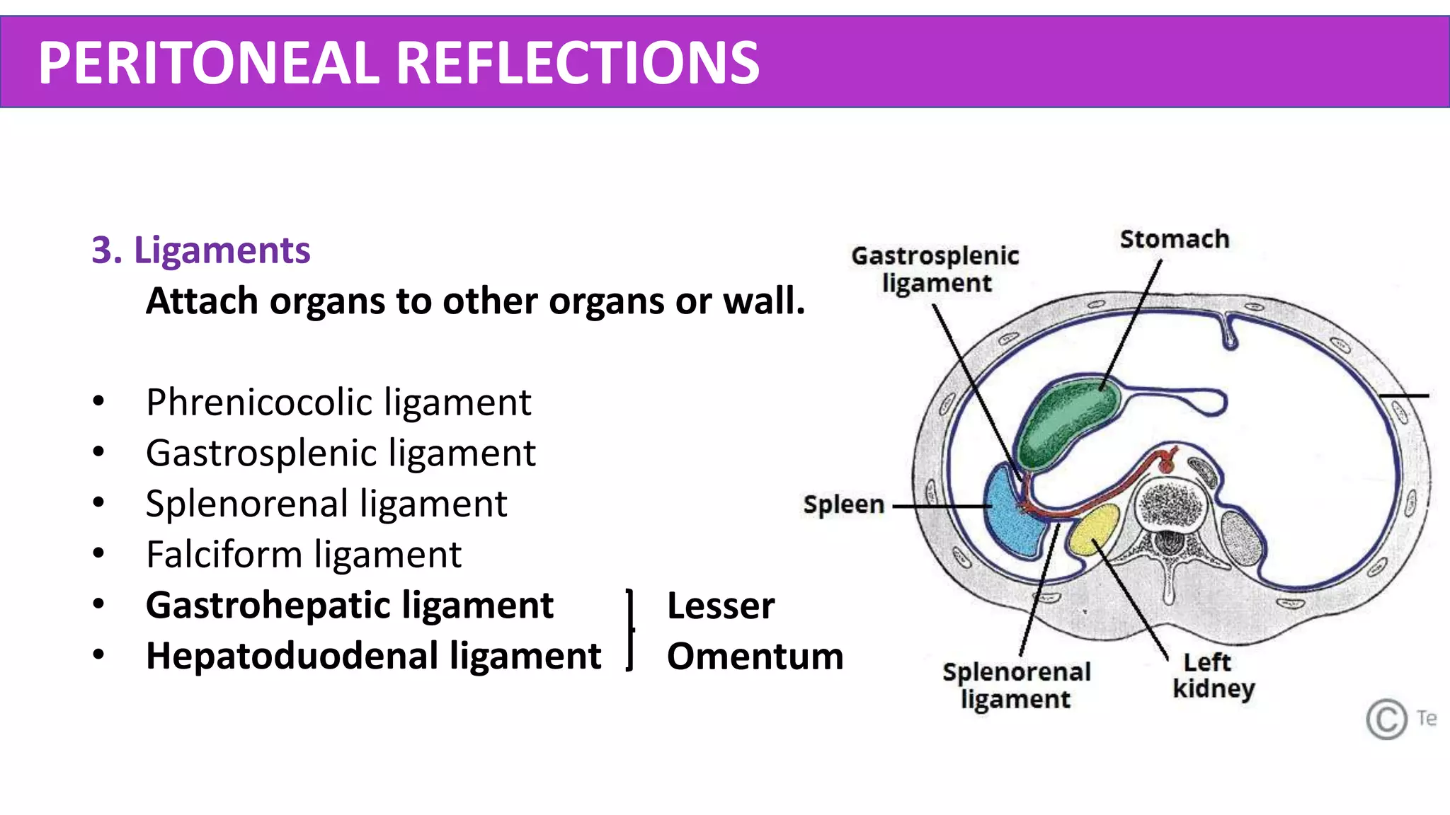 Abdomen Anatomy - Made Easy | PPTX