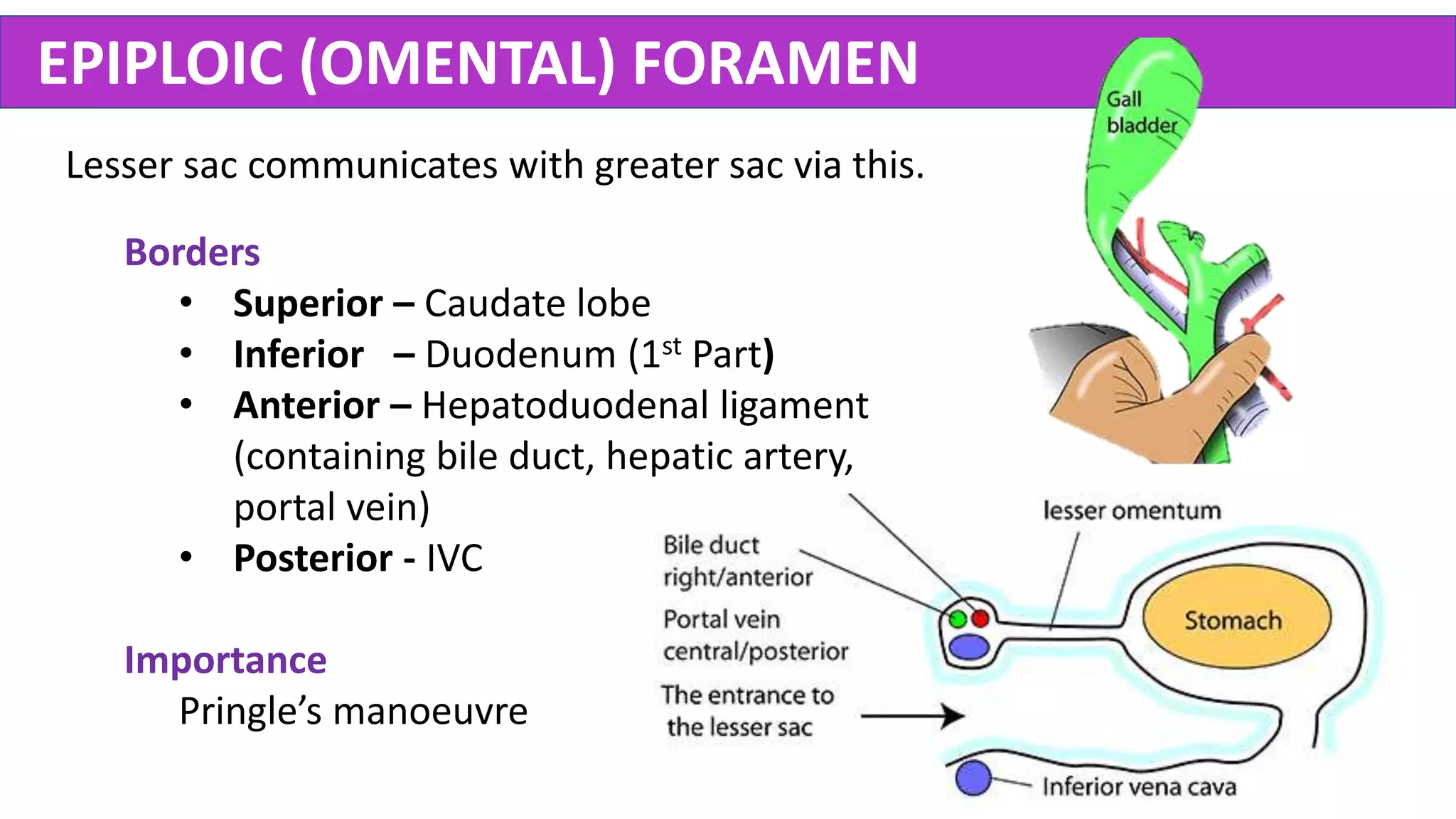 Abdomen Anatomy - Made Easy | PPTX