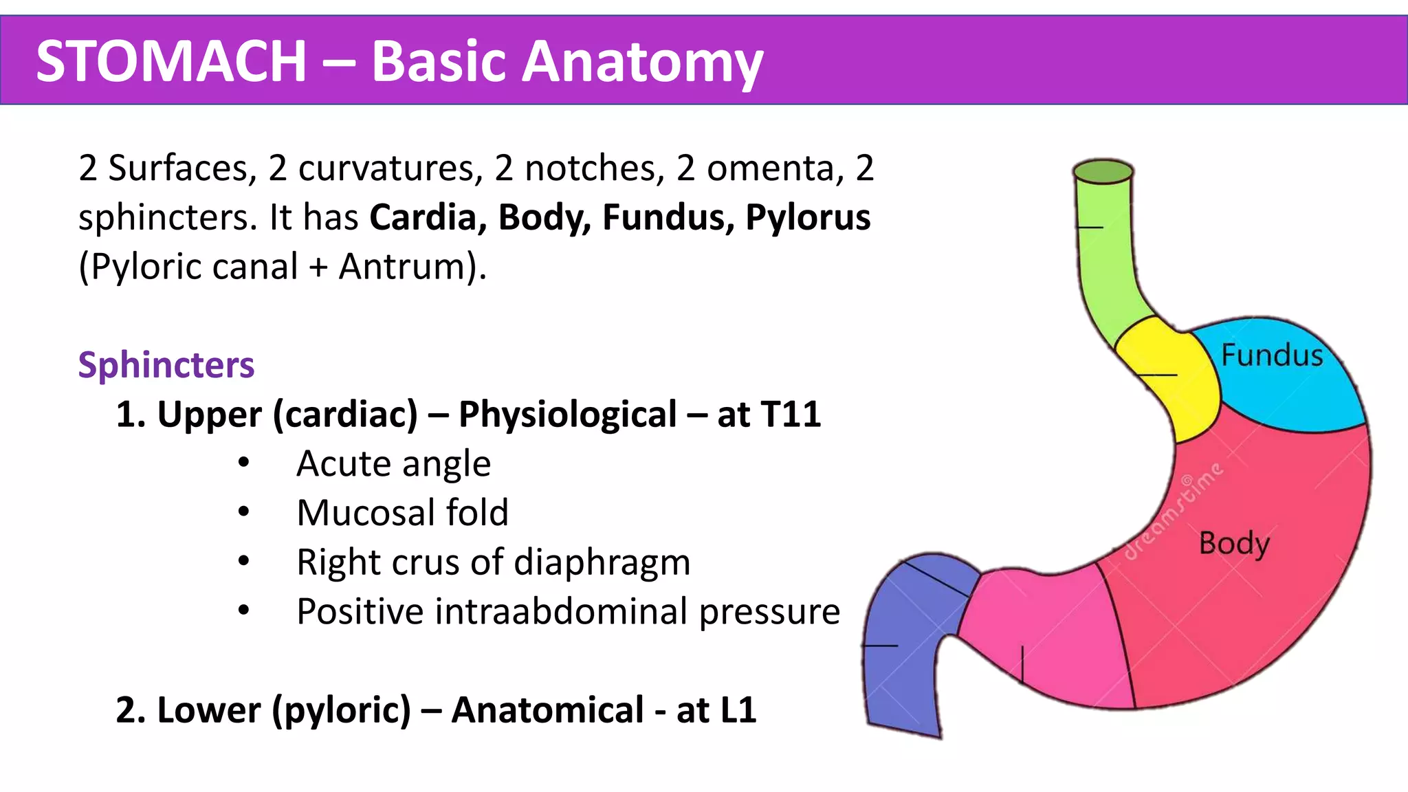 Abdomen Anatomy - Made Easy | PPTX